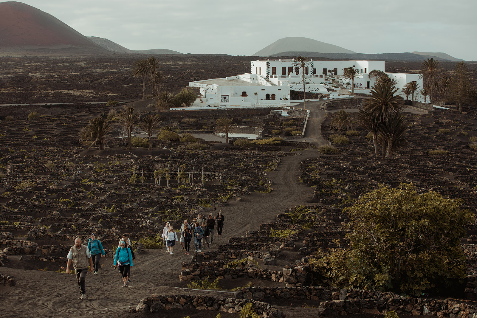 Vega de Yuco, Bodega de Vinos en Lanzarote